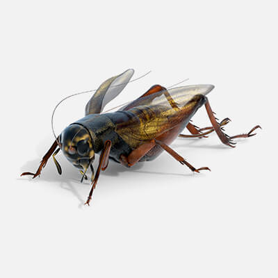 Emma Field Cricket - 3D Model by 3dstudio