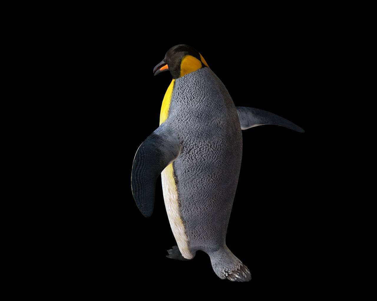 Emperor Penguin - 3D Model by 3dstudio