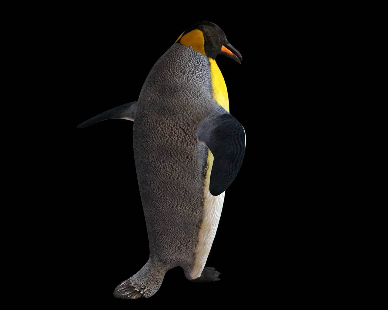 Emperor Penguin - 3D Model by 3dstudio