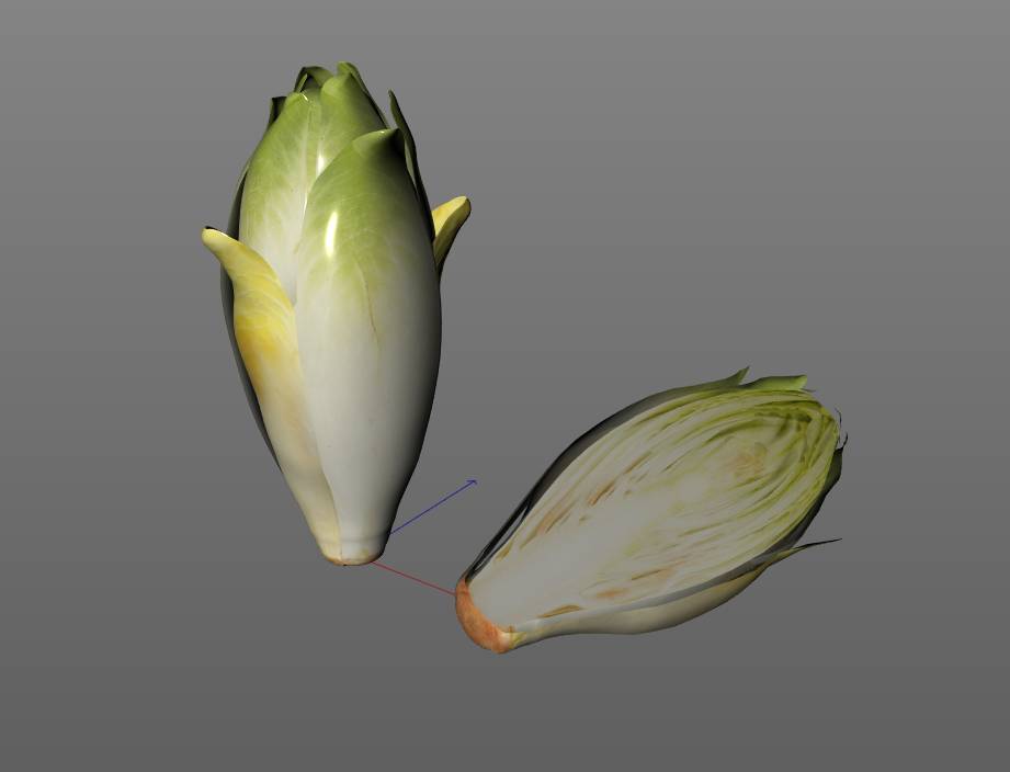 Endive - 3D Model by 3dstudio