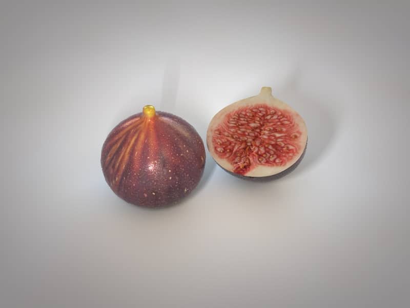 Fig - 3D Model by 3dstudio