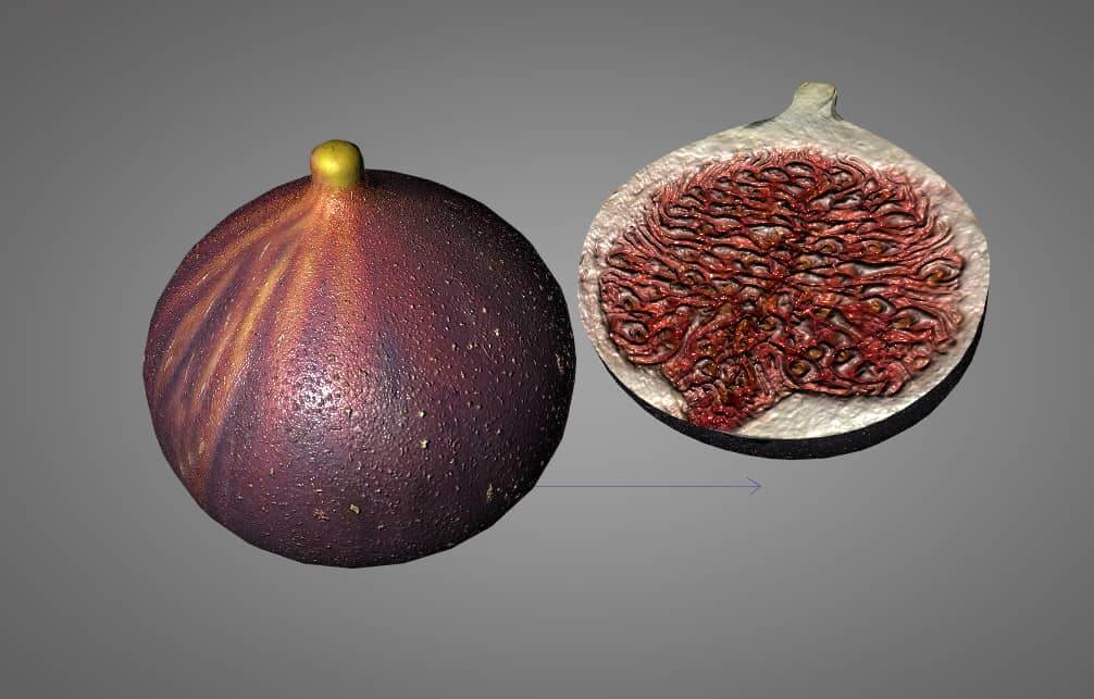 Fig - 3D Model by 3dstudio