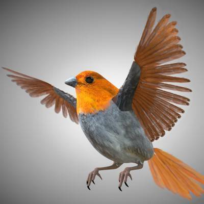 Finch - 3D Model by 3dstudio