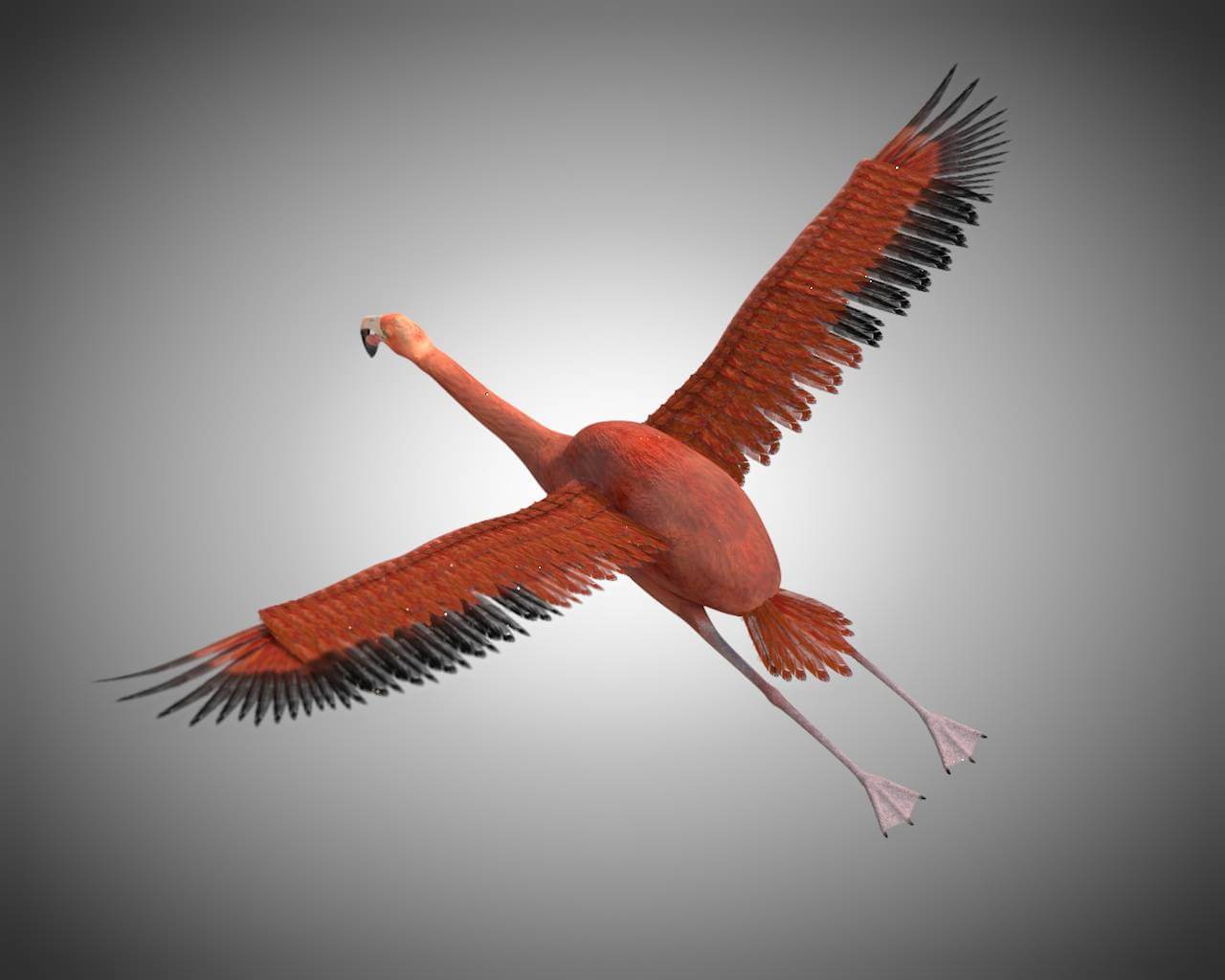 Flamingo - 3D Model by 3dstudio