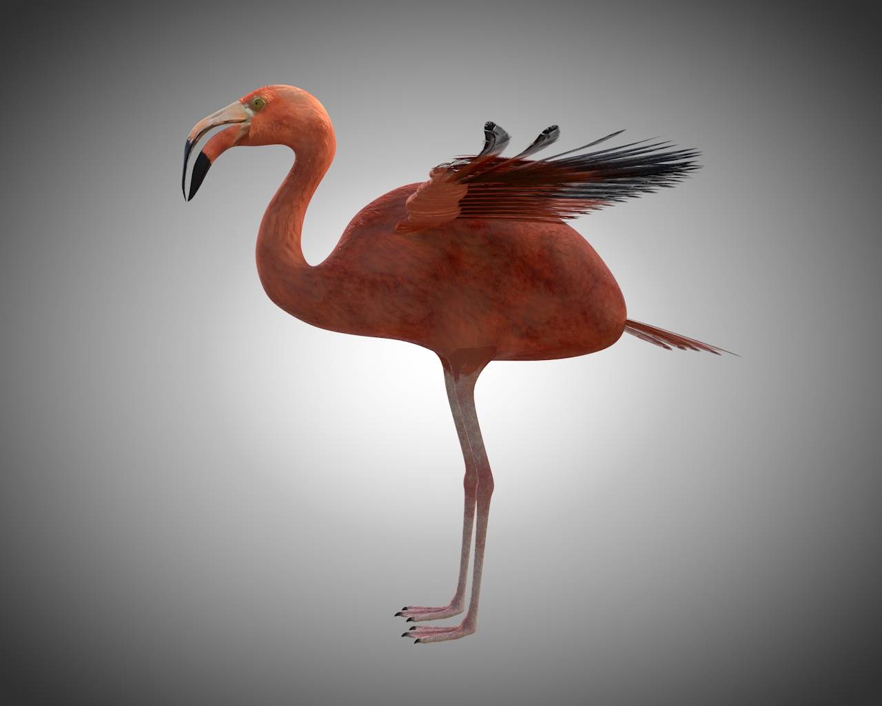 Flamingo - 3D Model by 3dstudio