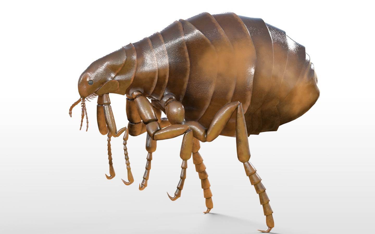 Flea - 3D Model by 3dstudio