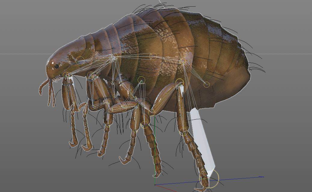 Flea - 3D Model by 3dstudio