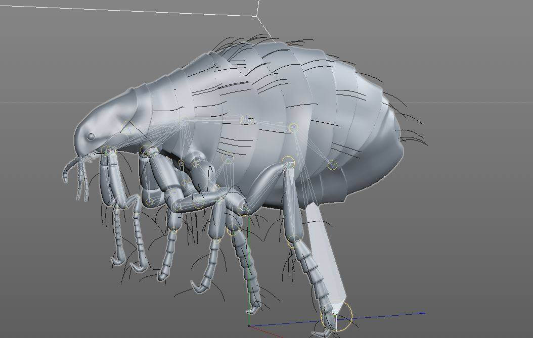 Flea - 3D Model by 3dstudio