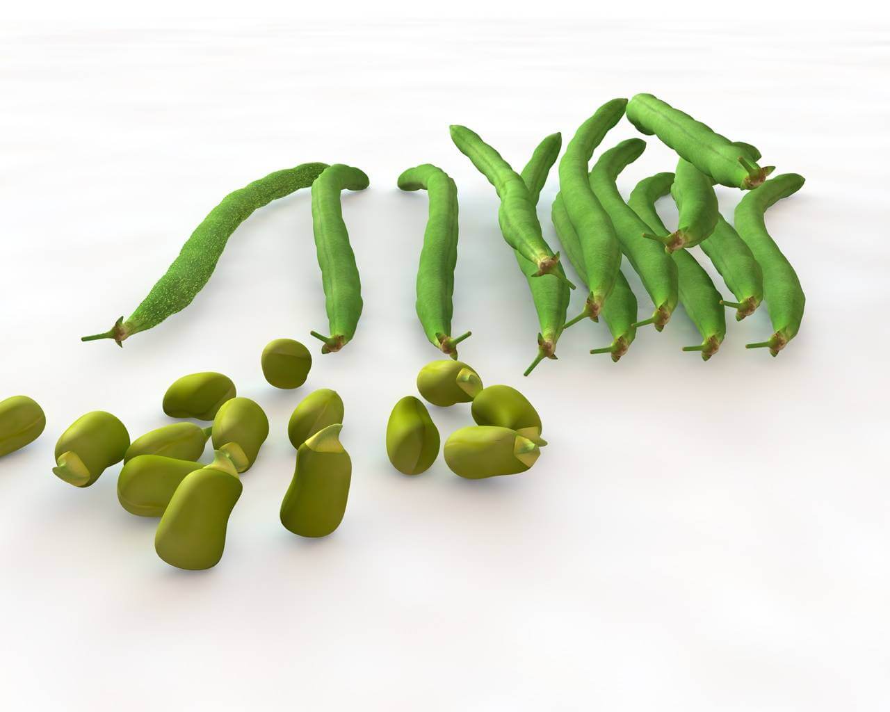 French Beans - 3D Model by 3dstudio