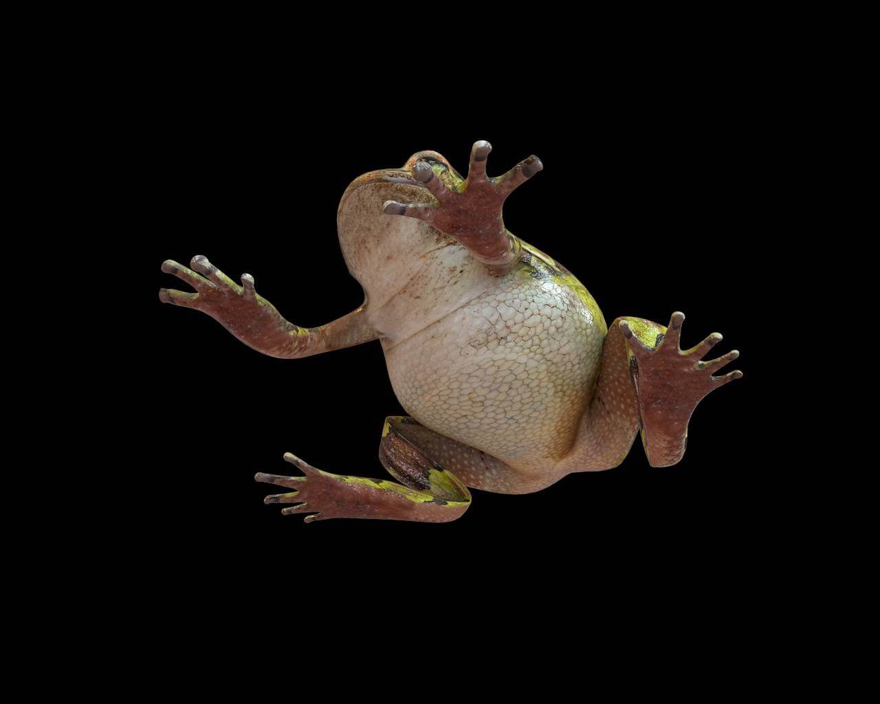 Frog - 3D Model by 3dstudio