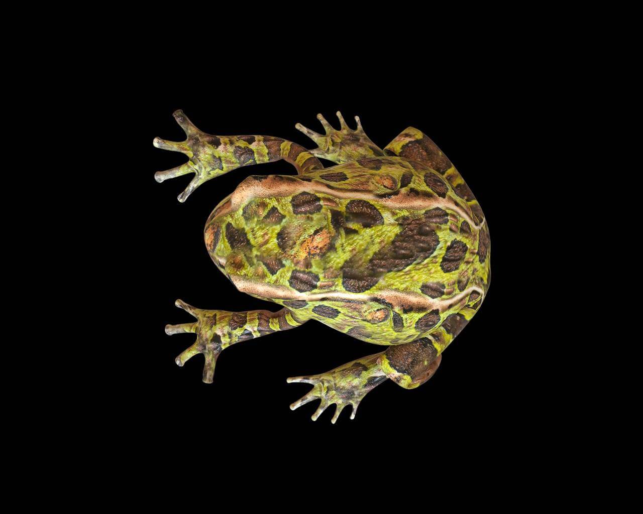 Frog - 3D Model by 3dstudio
