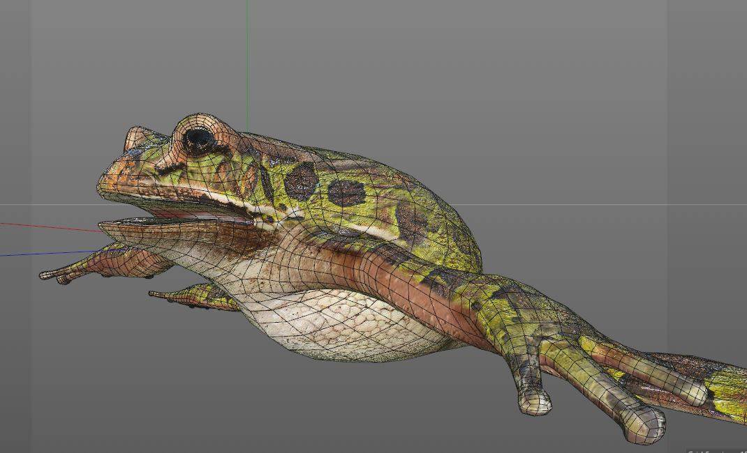 Frog - 3D Model by 3dstudio