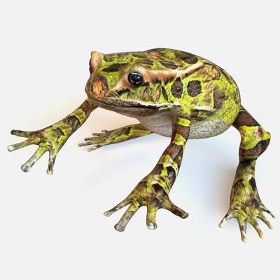 Frog - 3D Model by 3dstudio