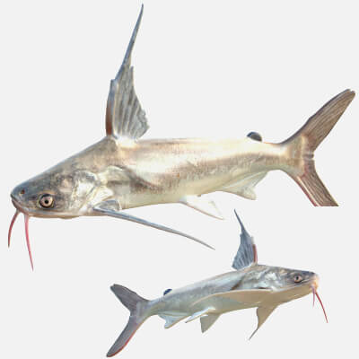 Gafftopsail Catfish - 3D Model by 3dstudio