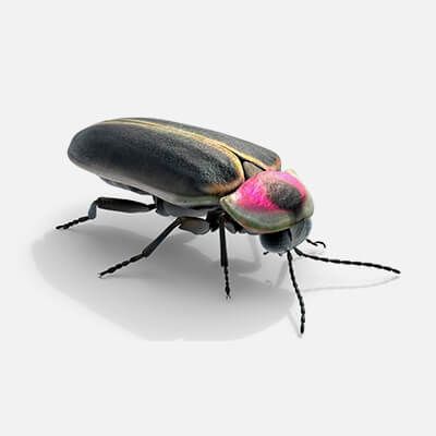 Genji Firefly - 3D Model by 3dstudio