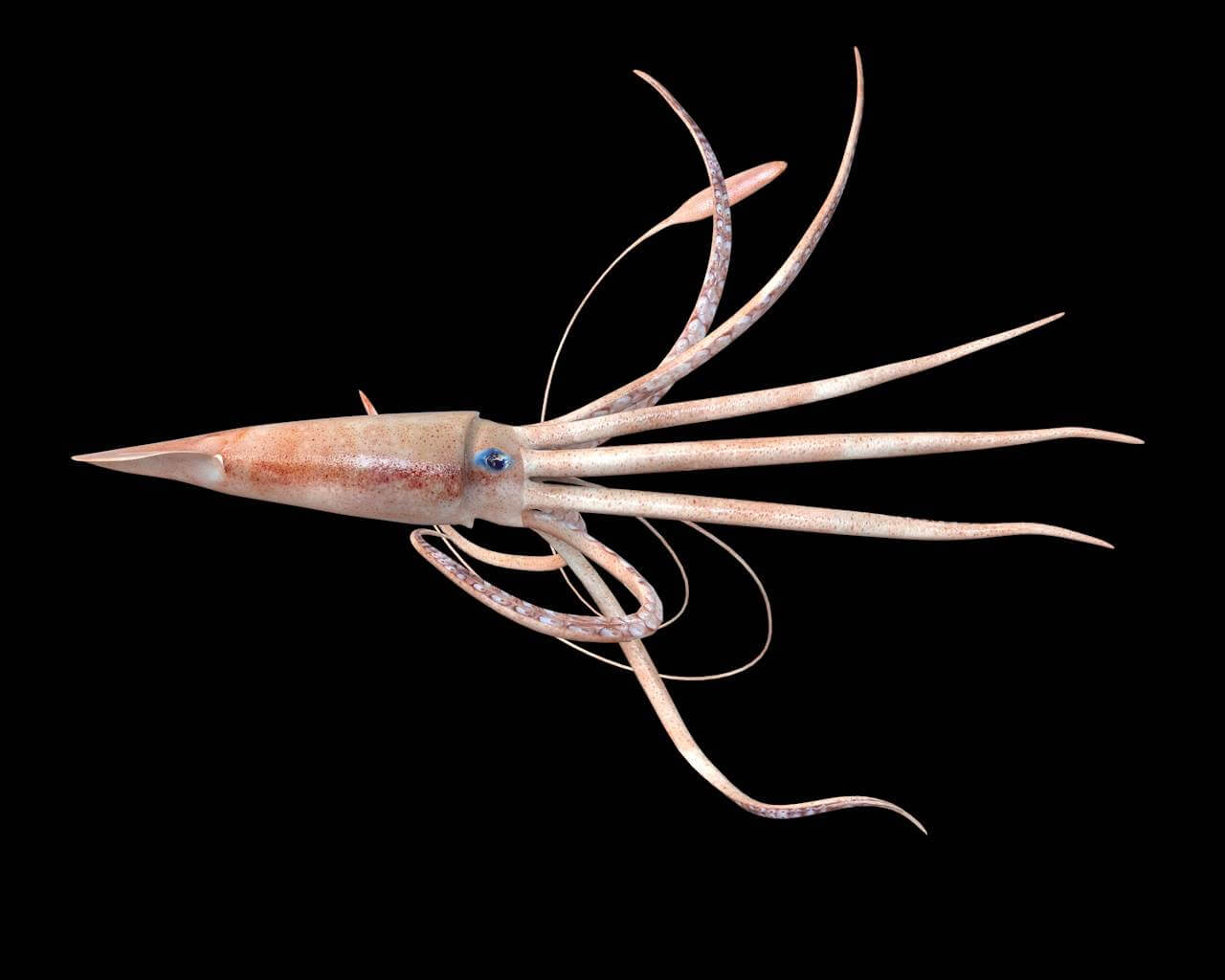 Giant Squid - 3D Model by 3dstudio