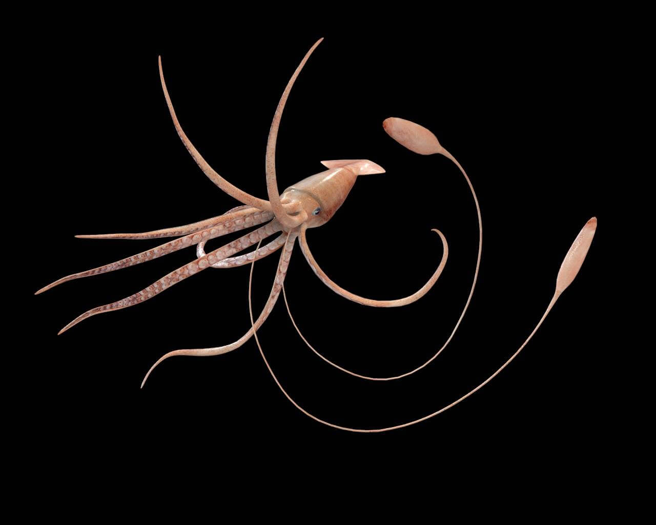 Giant Squid - 3D Model by 3dstudio