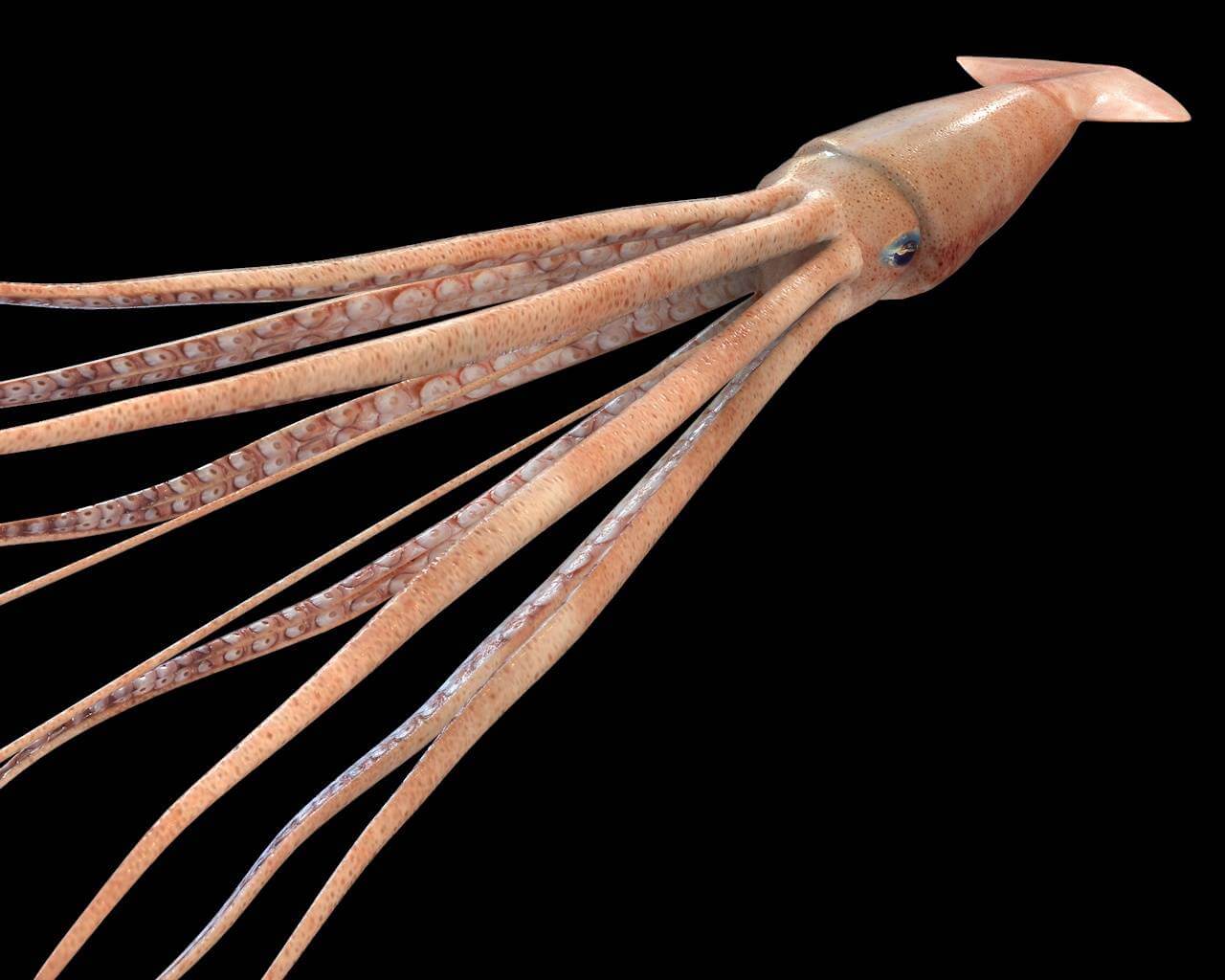 Giant Squid - 3D Model by 3dstudio
