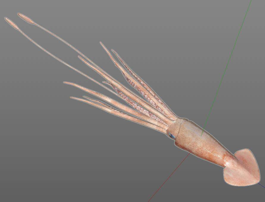 Giant Squid - 3D Model by 3dstudio