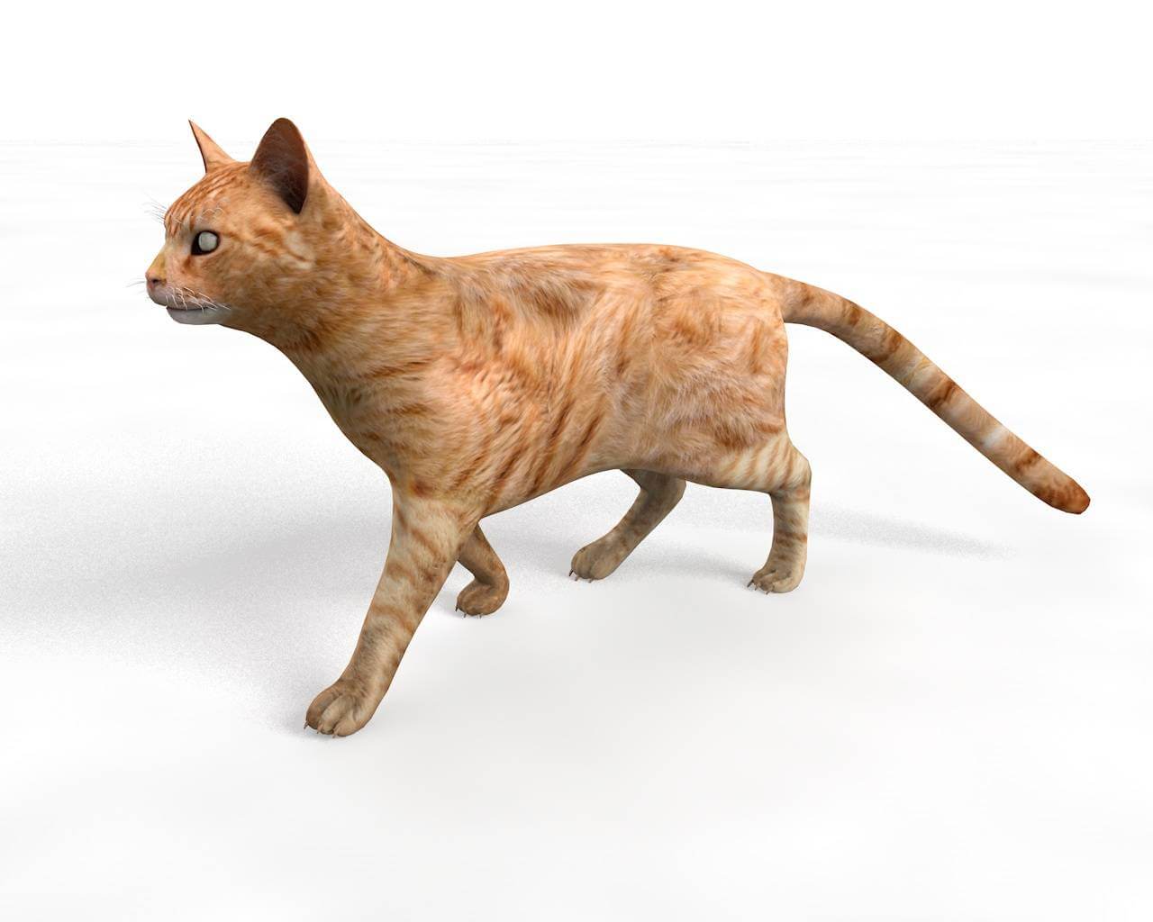 Ginger Cat - 3D Model by 3dstudio