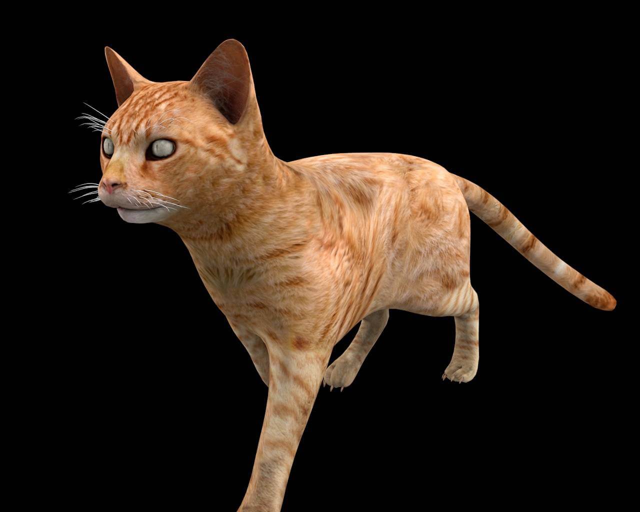Ginger Cat - 3D Model by 3dstudio
