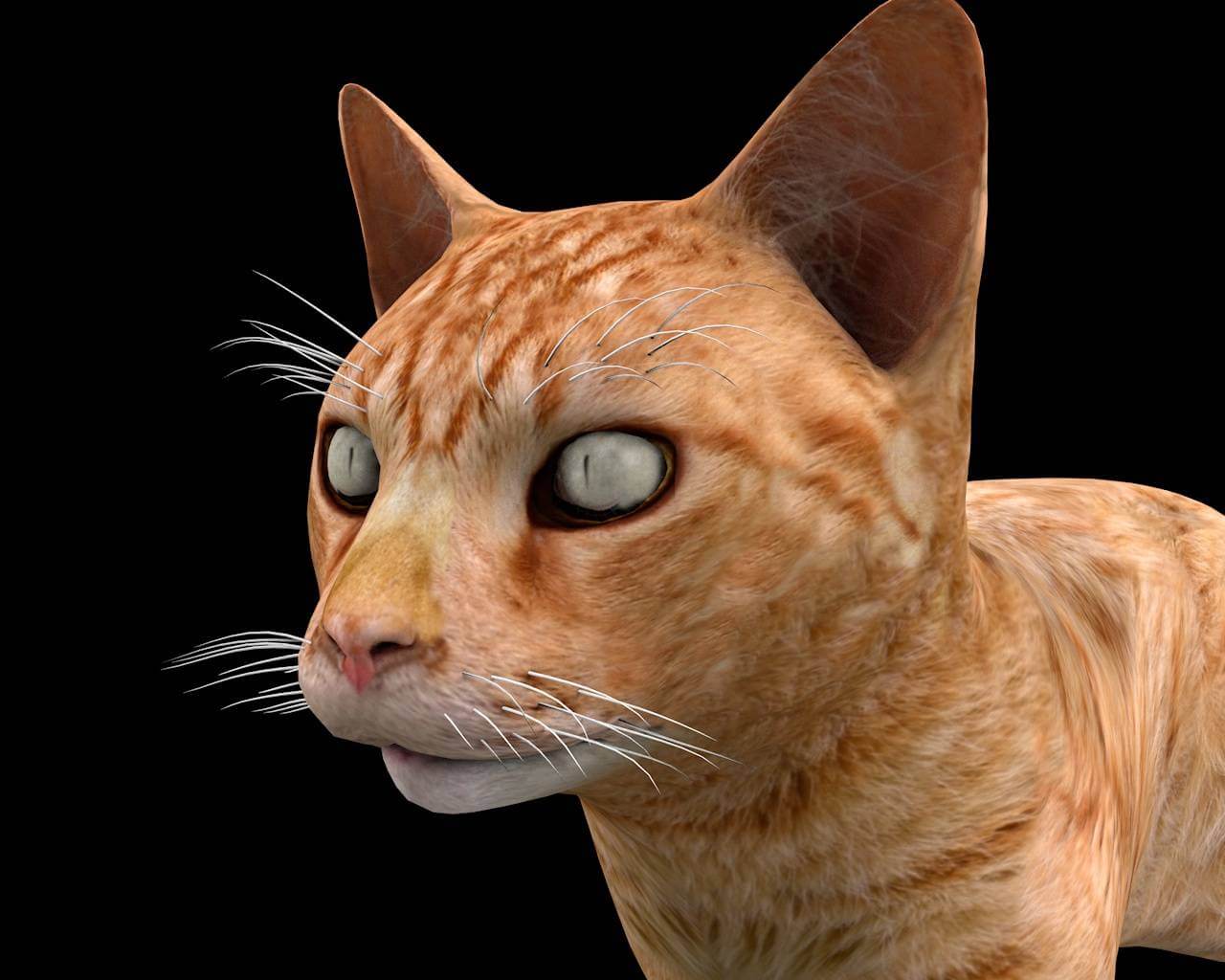 Ginger Cat - 3D Model by 3dstudio