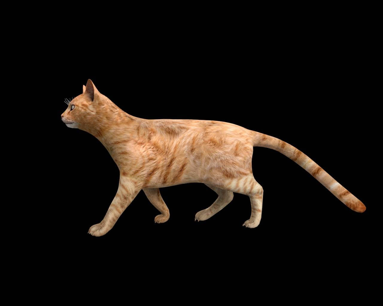 Ginger Cat - 3D Model by 3dstudio
