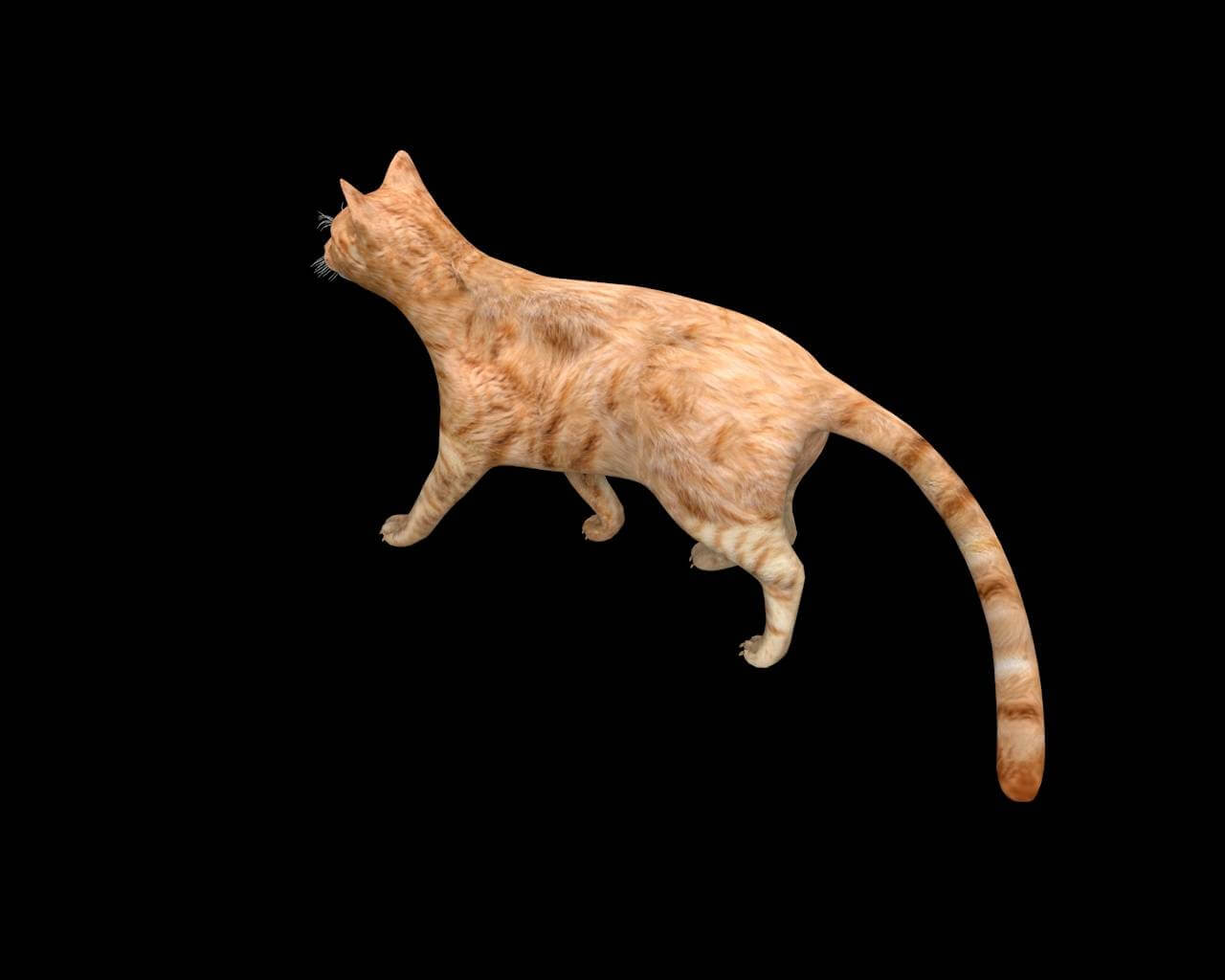 Ginger Cat - 3D Model by 3dstudio
