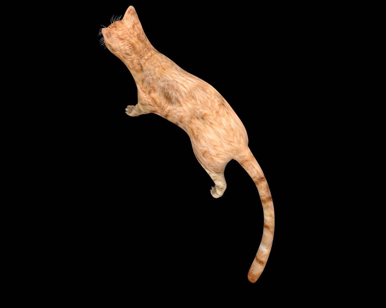 Ginger Cat - 3D Model by 3dstudio