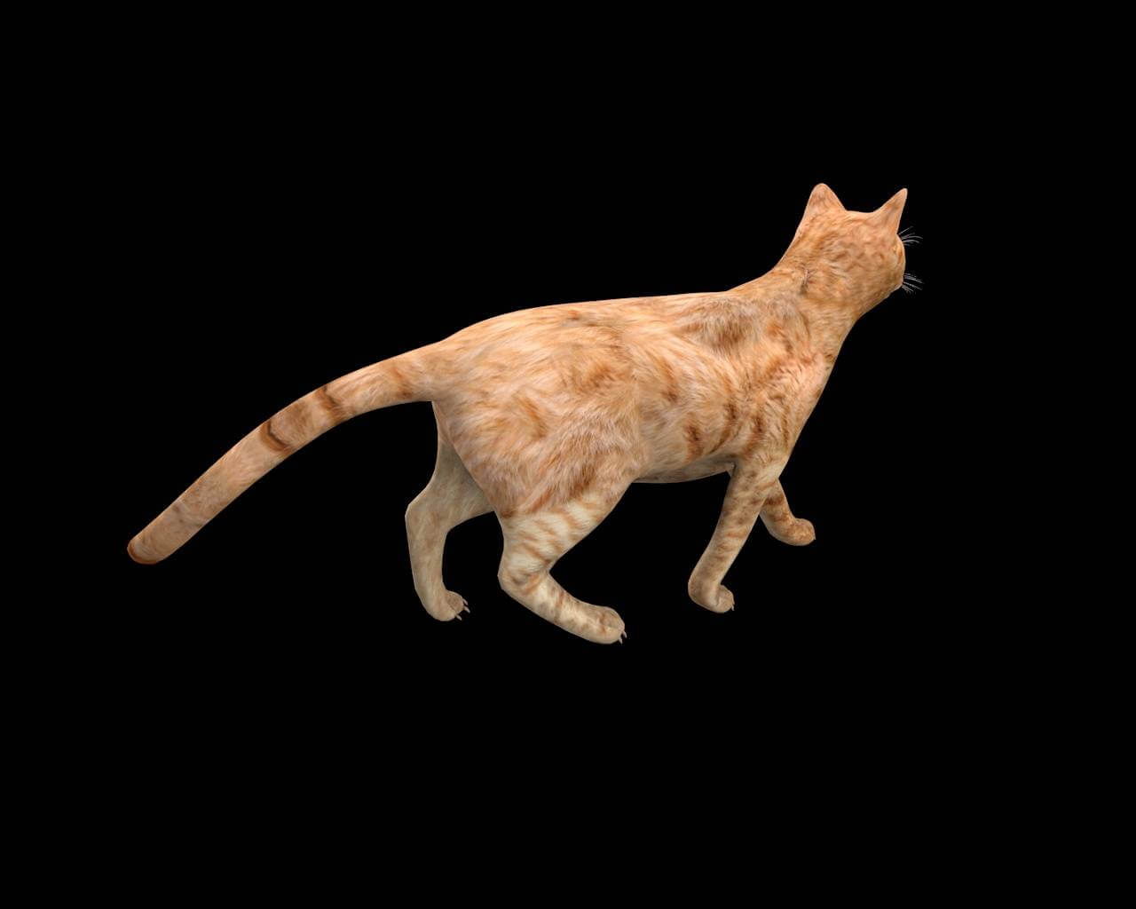 Ginger Cat - 3D Model by 3dstudio