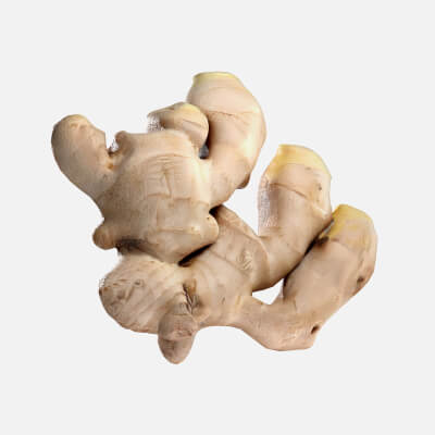 Ginger V2 3d model by 3dstudio