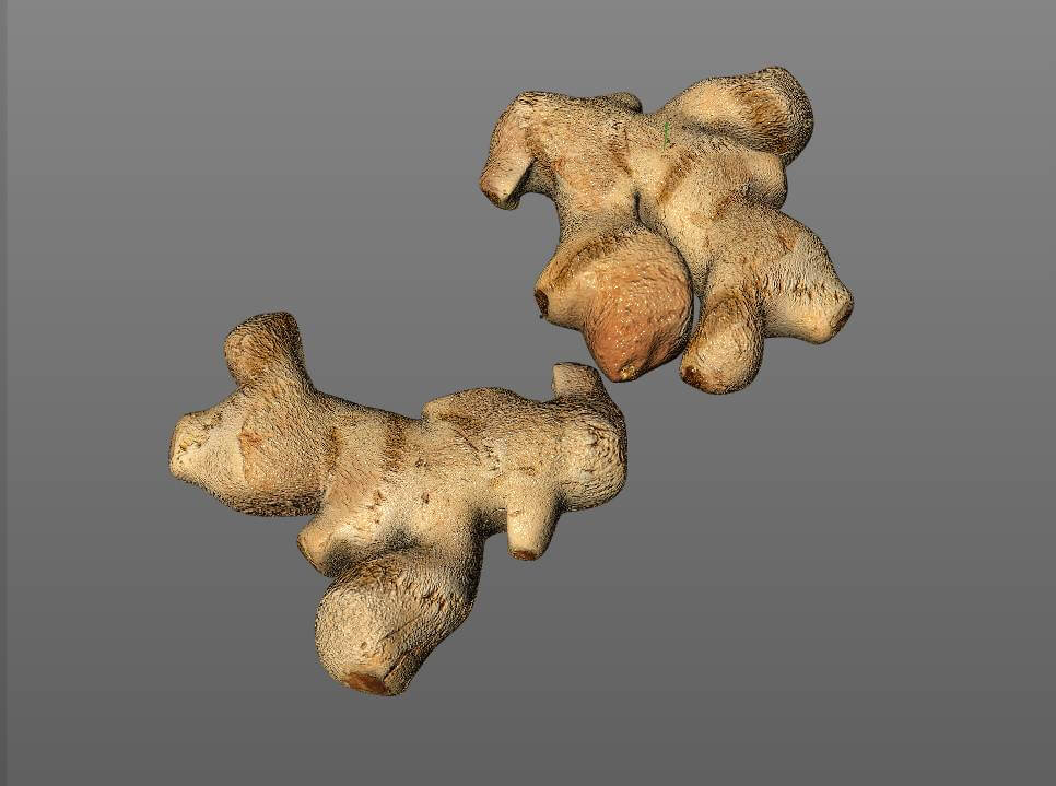 Ginger - 3D Model by 3dstudio