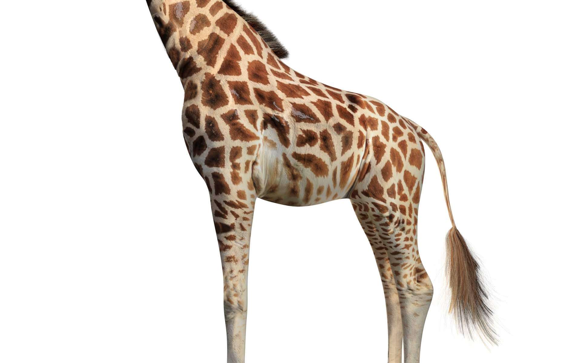 Giraffe Animal 3D Model by 3dstudio