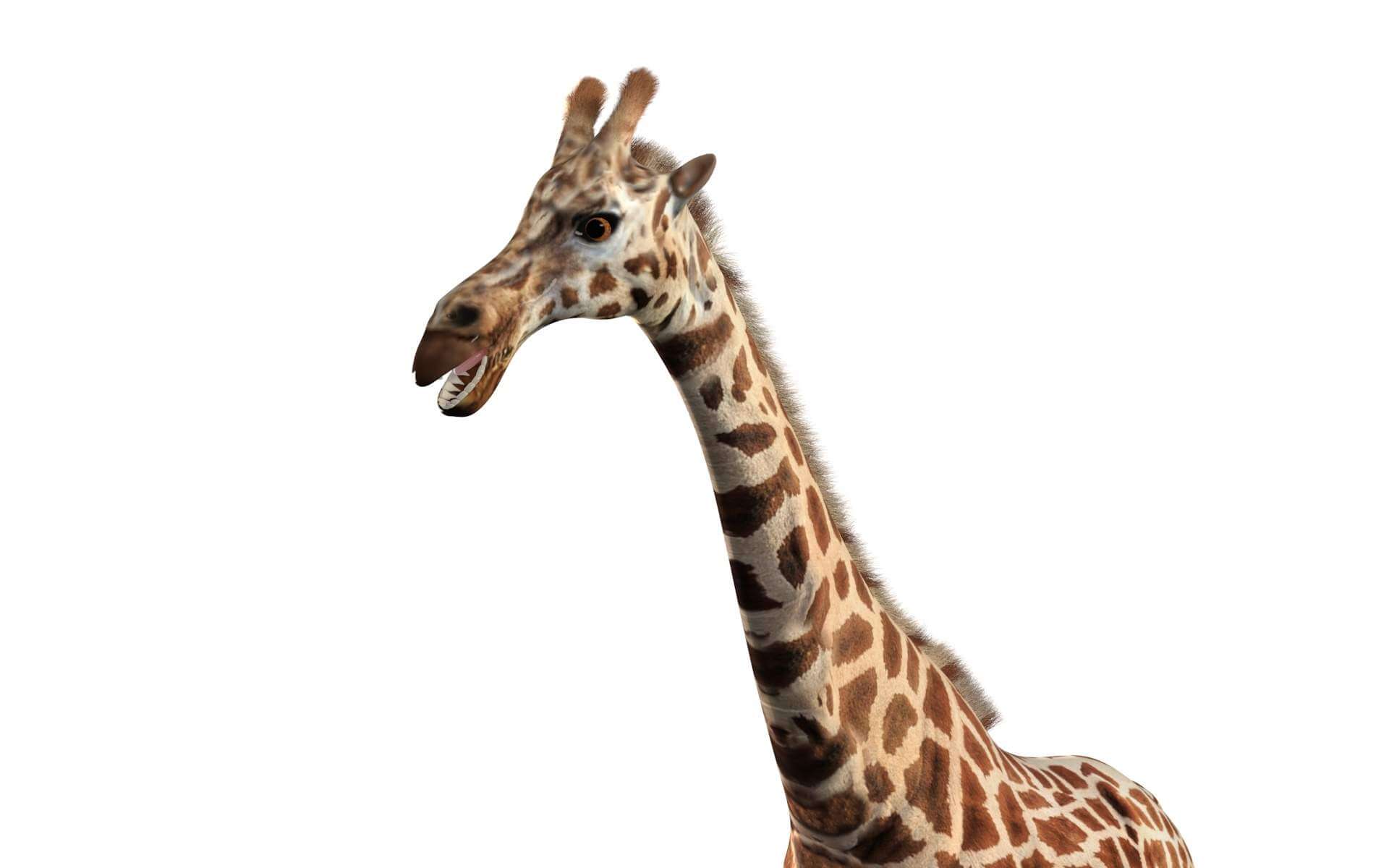 Giraffe Animal 3D Model by 3dstudio