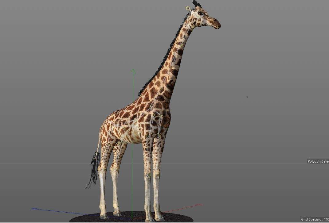 Giraffe Animal 3D Model by 3dstudio
