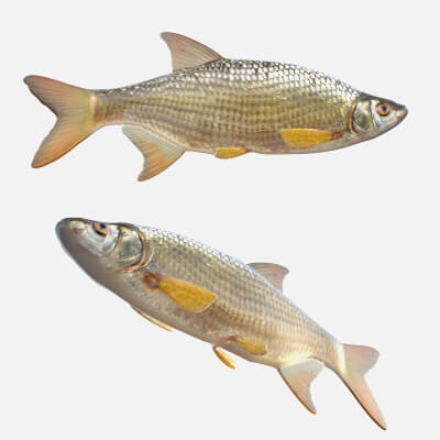 Golden Shiner Fish - 3D Model by 3dstudio