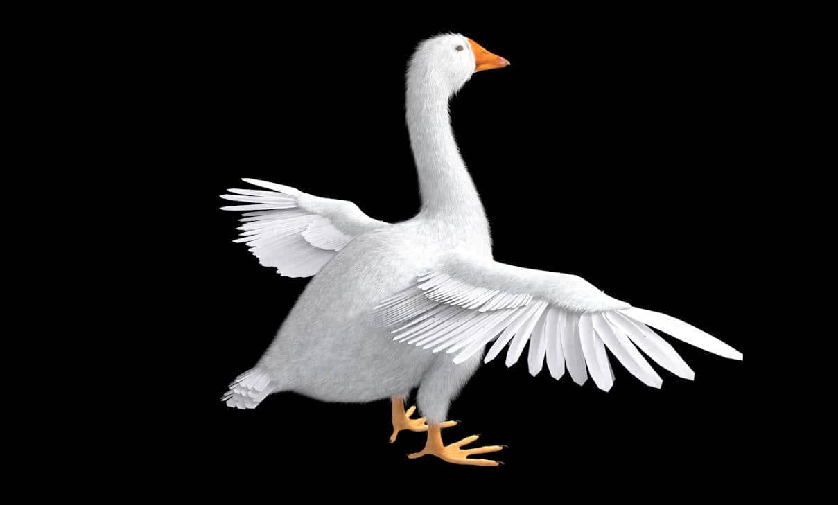 Goose Bird 3D Model by 3dstudio