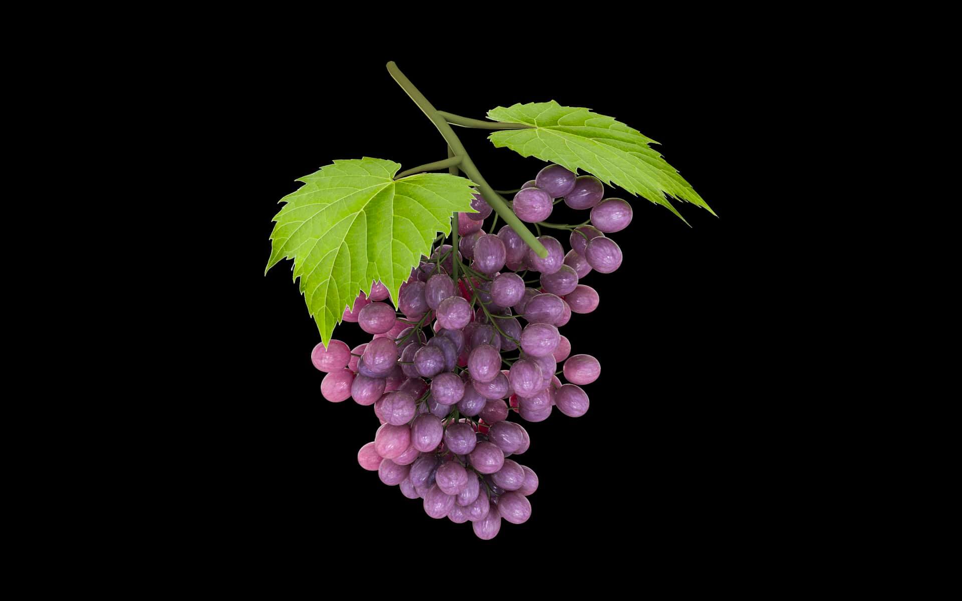 Grapes - 3D Model by 3dstudio