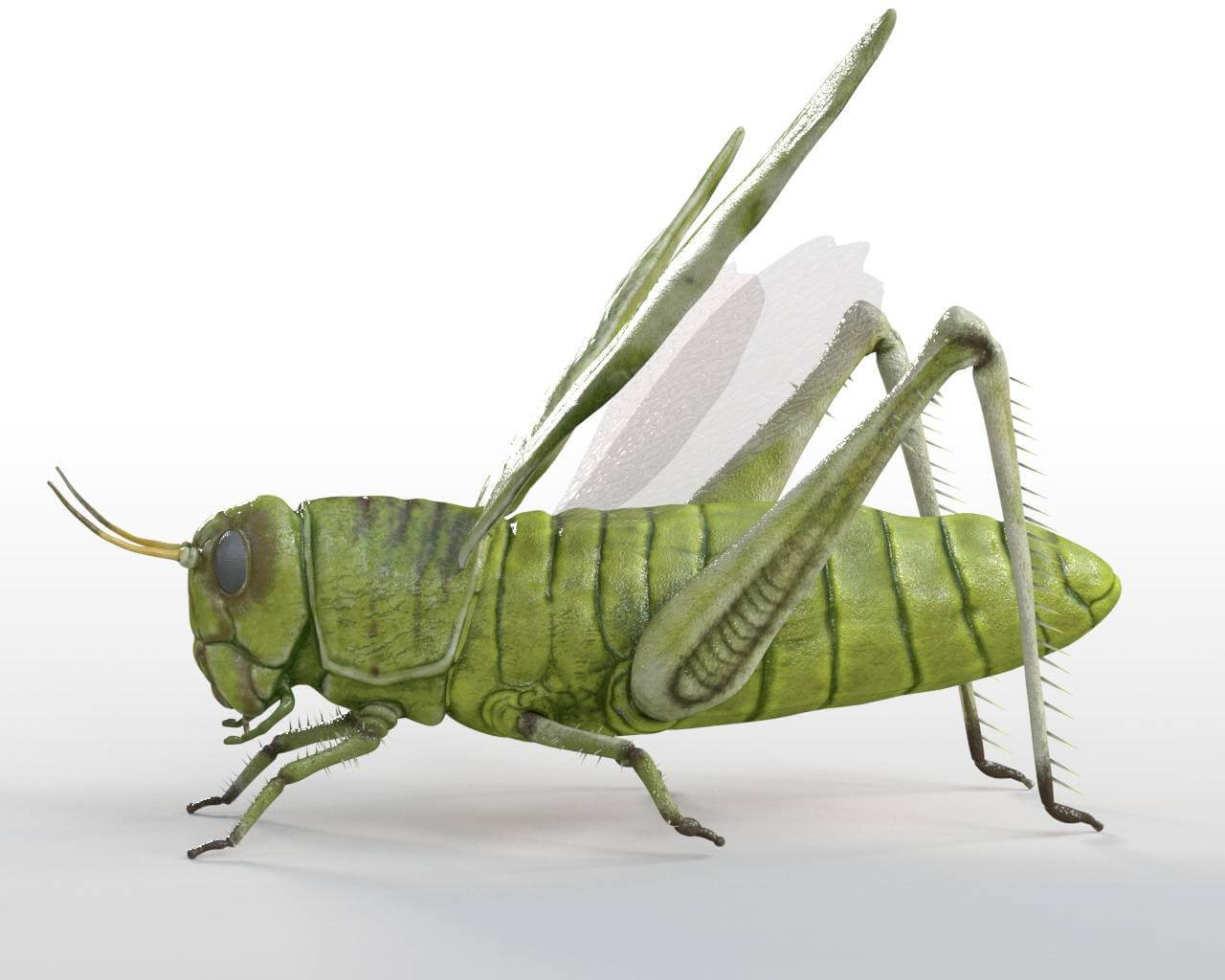Grasshopper - 3D Model by 3dstudio