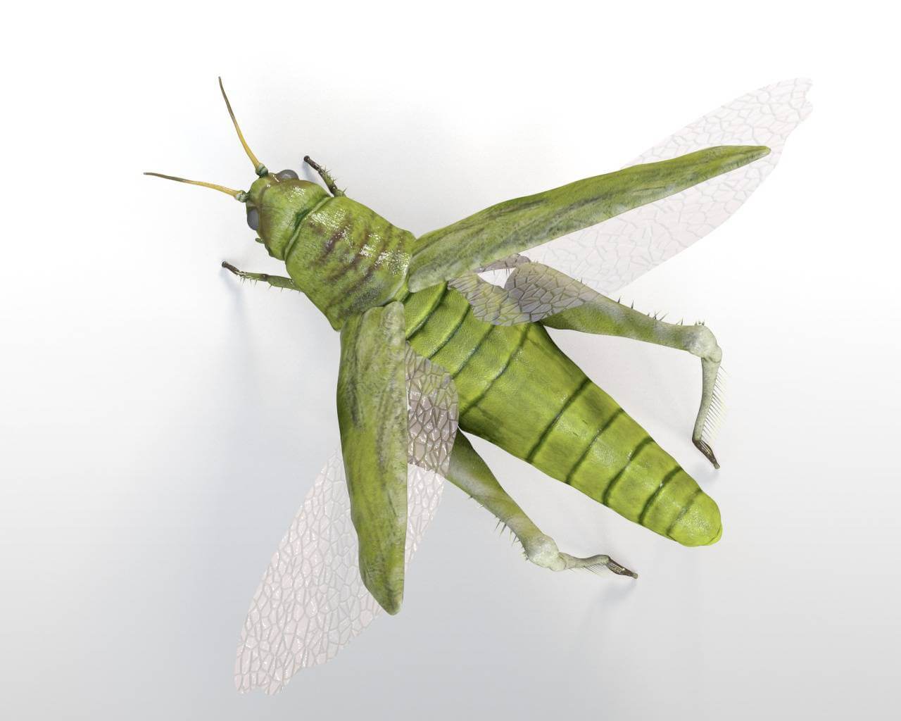 Grasshopper - 3D Model by 3dstudio