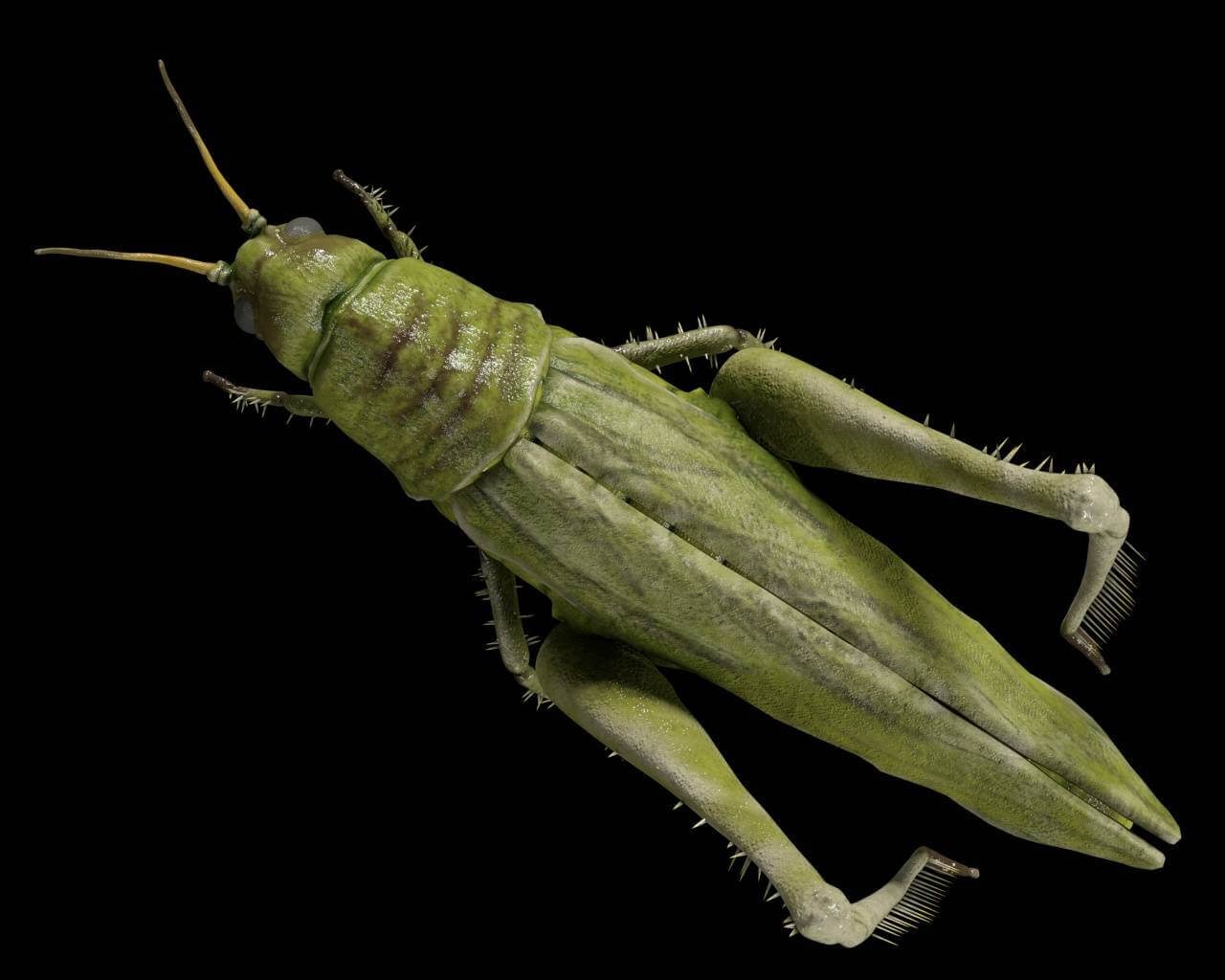 Grasshopper - 3D Model by 3dstudio