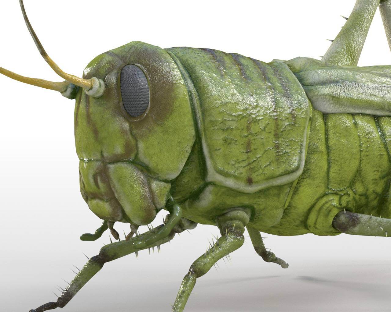 Grasshopper - 3D Model by 3dstudio