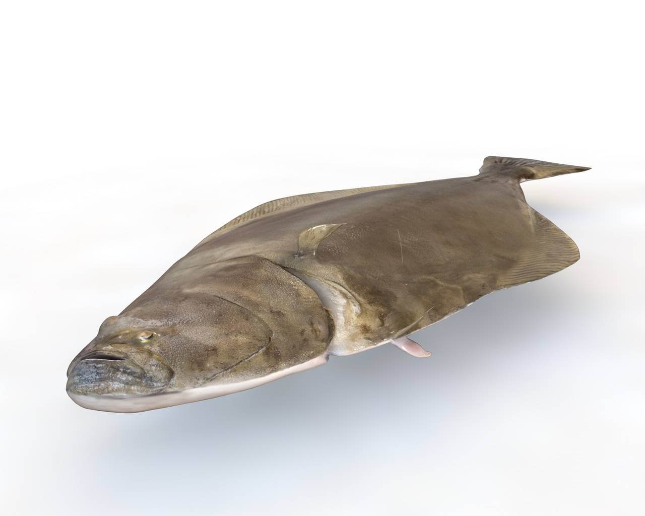 Halibut Flatfish - 3D Model by 3dstudio