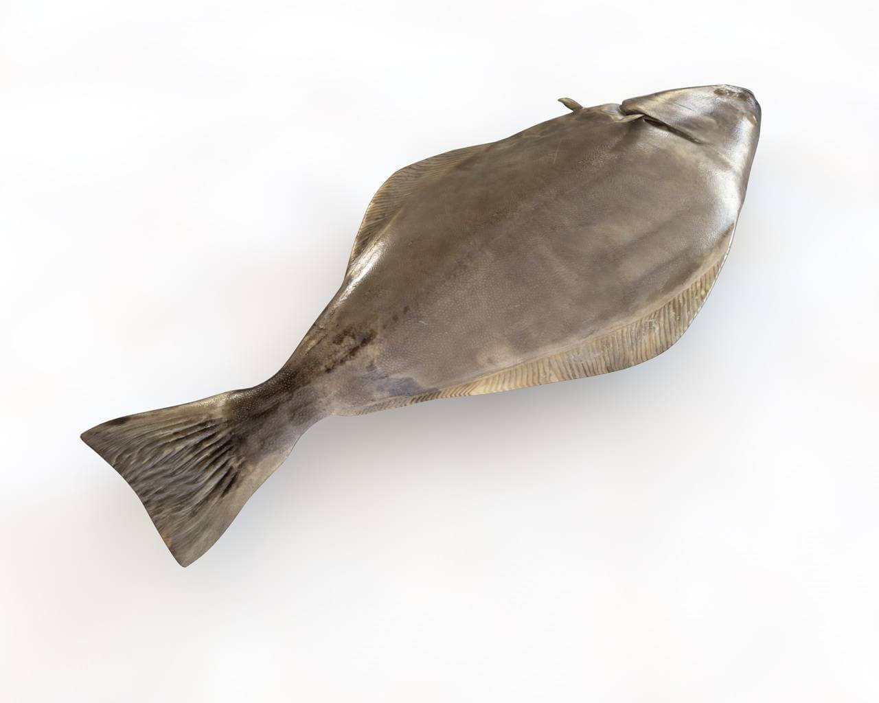 Halibut Flatfish - 3D Model by 3dstudio