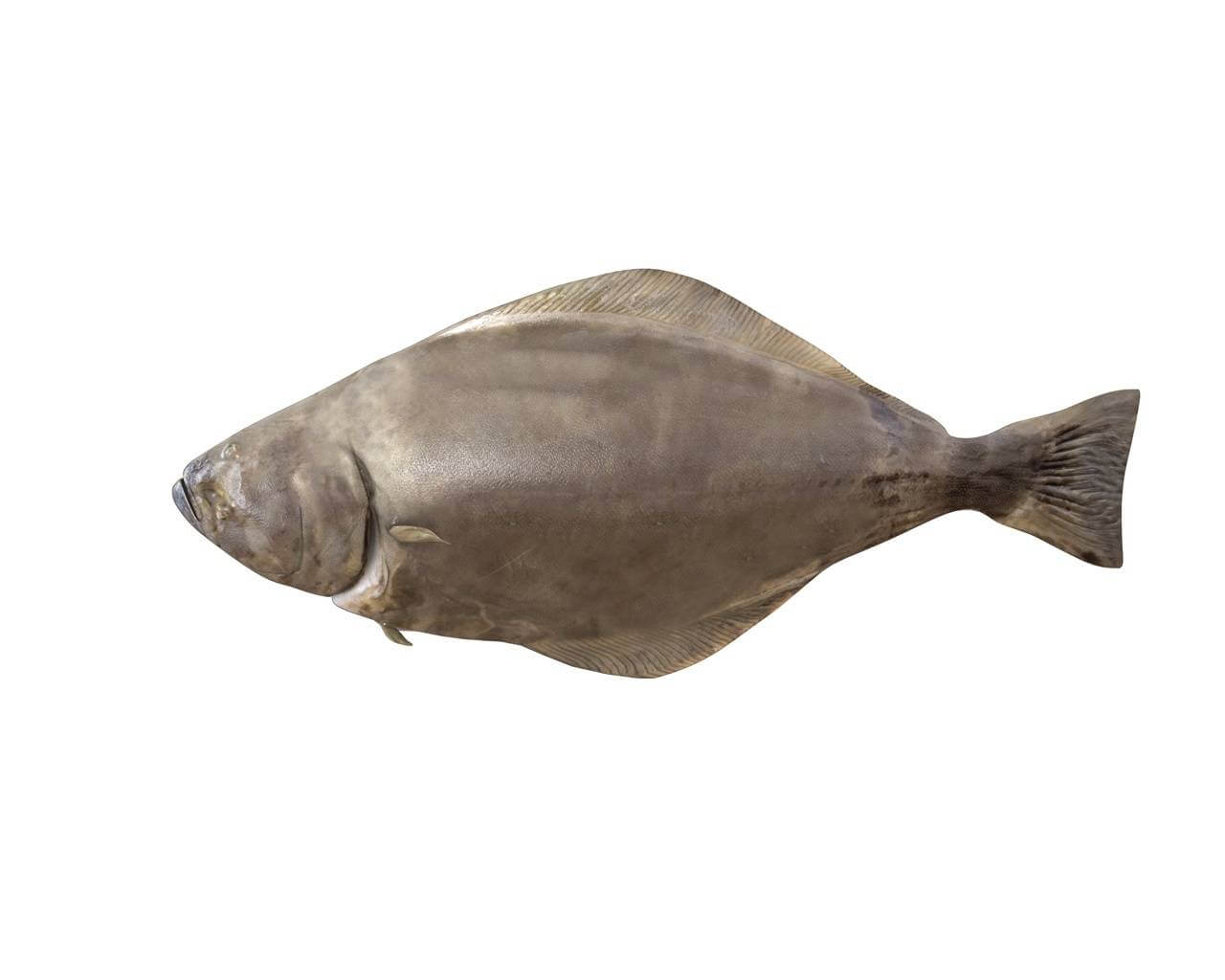 Halibut Flatfish - 3D Model by 3dstudio