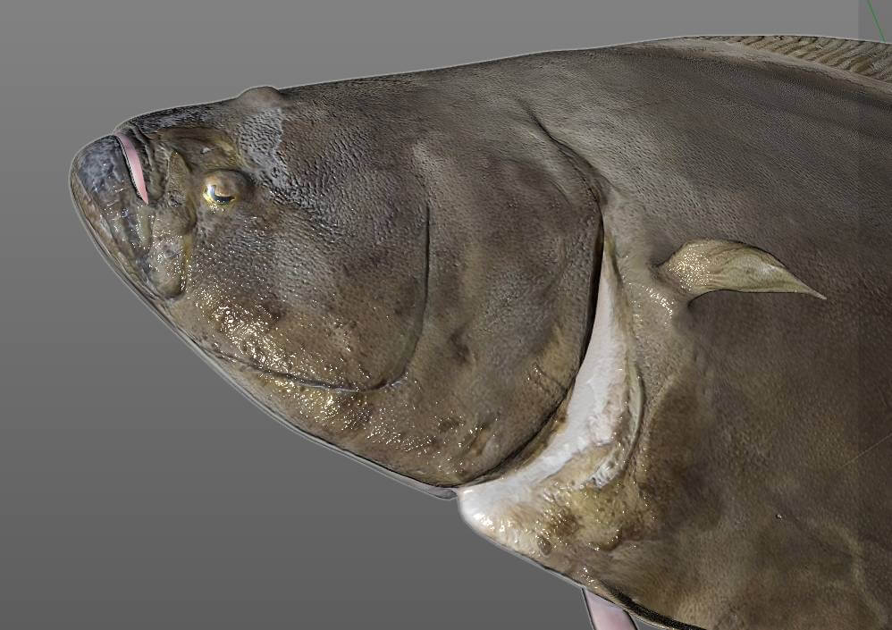 Halibut Flatfish - 3D Model by 3dstudio