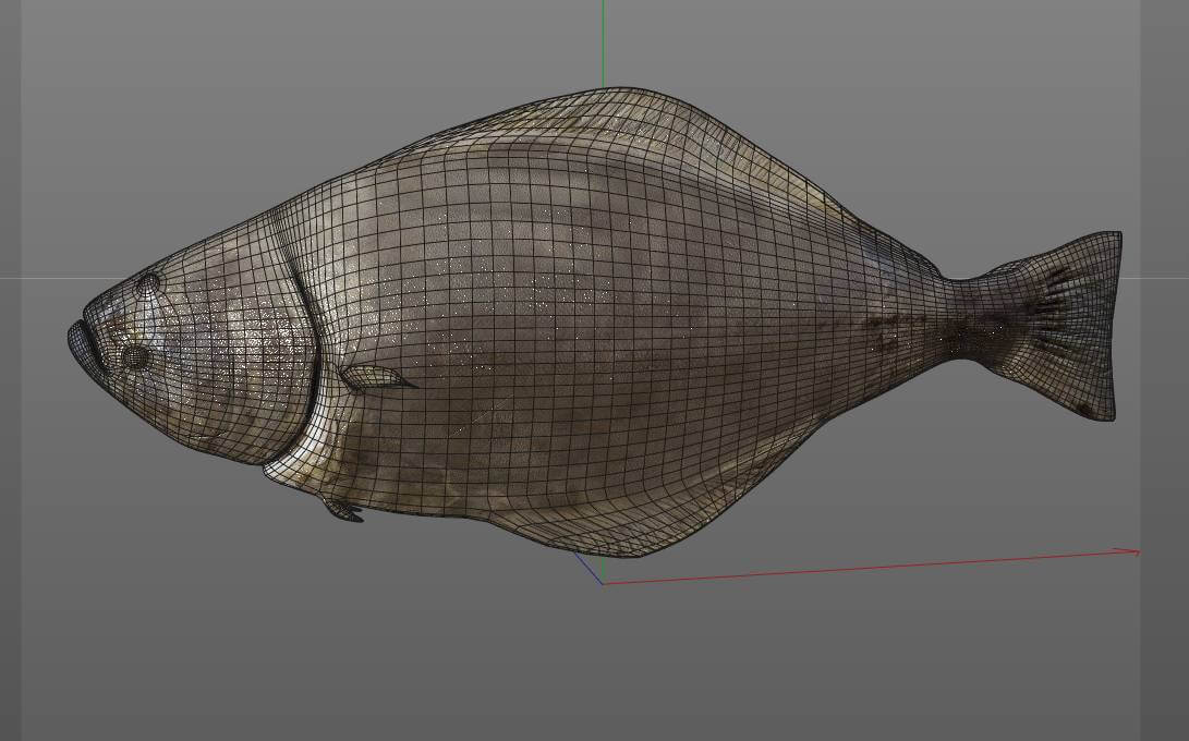 Halibut Flatfish - 3D Model by 3dstudio