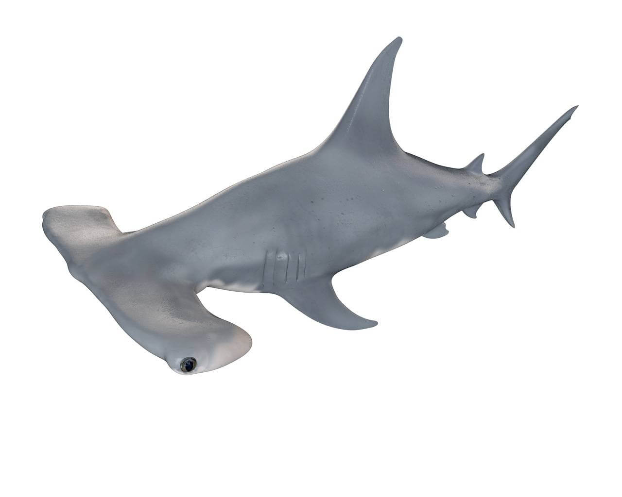 Hammerhead Shark - 3D Model by 3dstudio