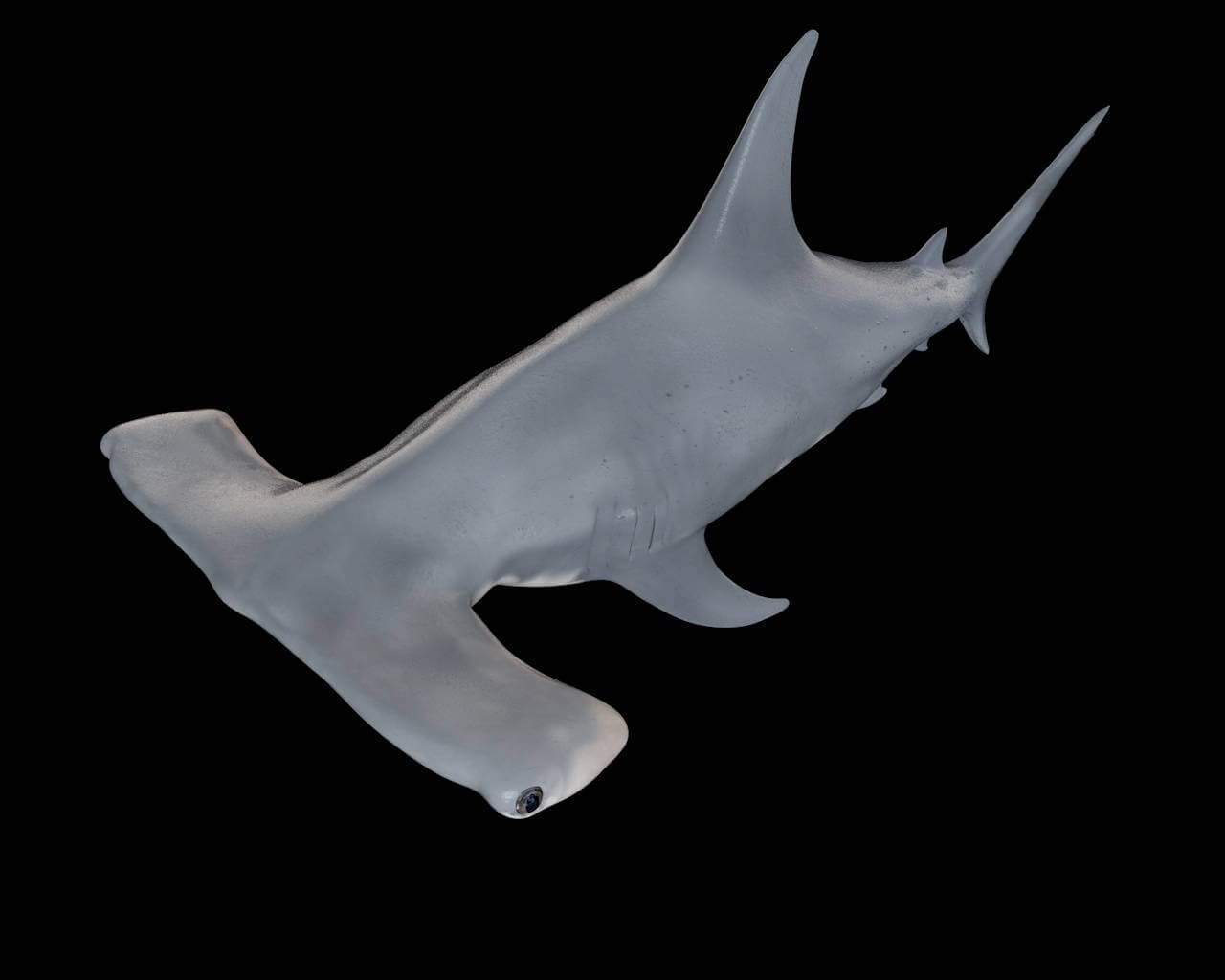 Hammerhead Shark - 3D Model by 3dstudio