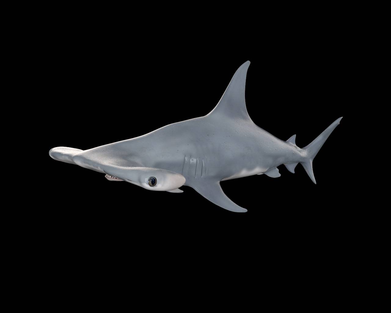 Hammerhead Shark - 3D Model by 3dstudio